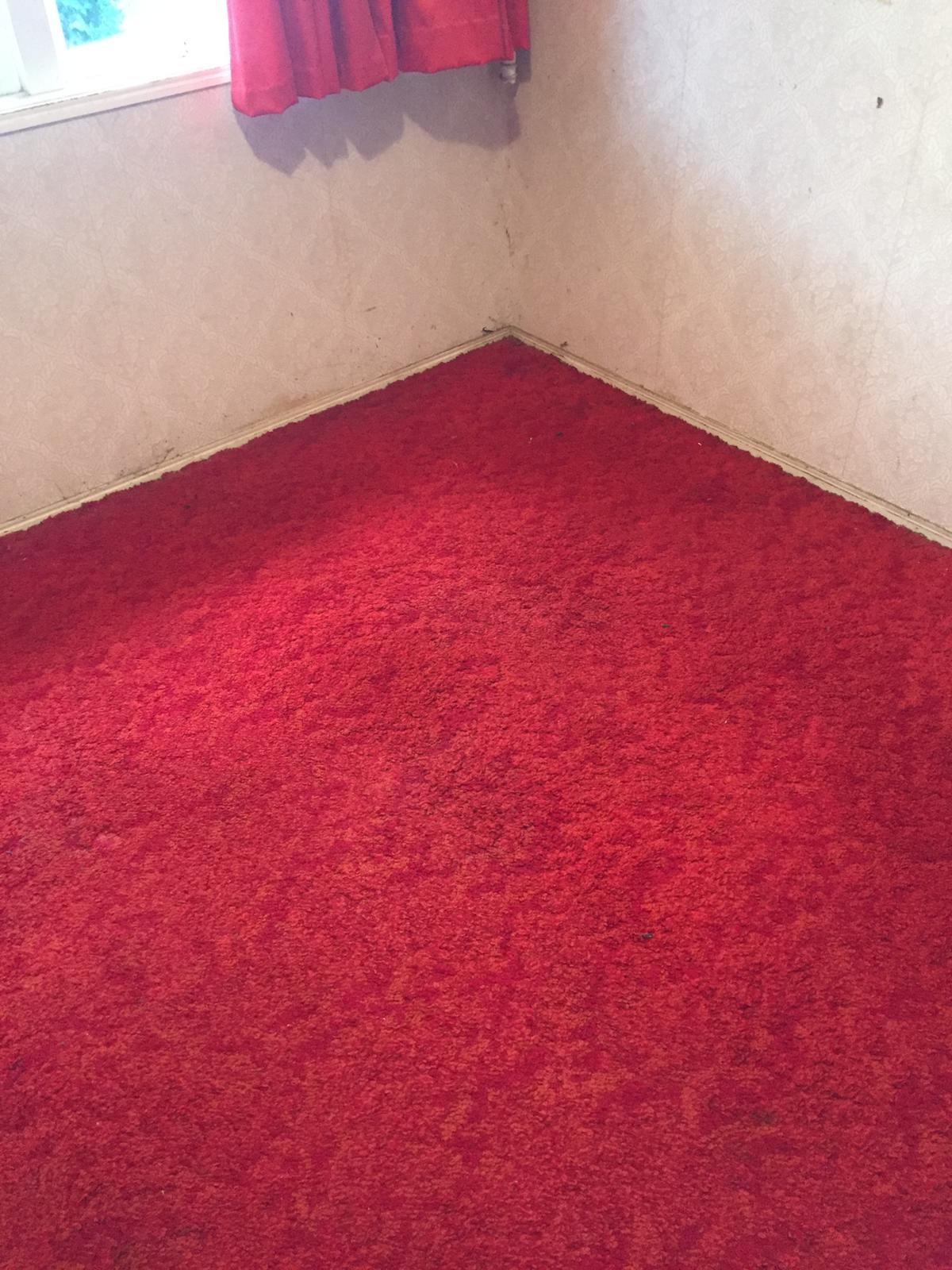 Mr. Carpet Cleaner